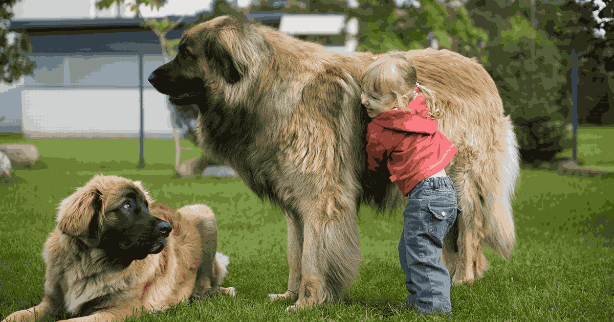 ¿Cuáles son las razas más grandes de perros?