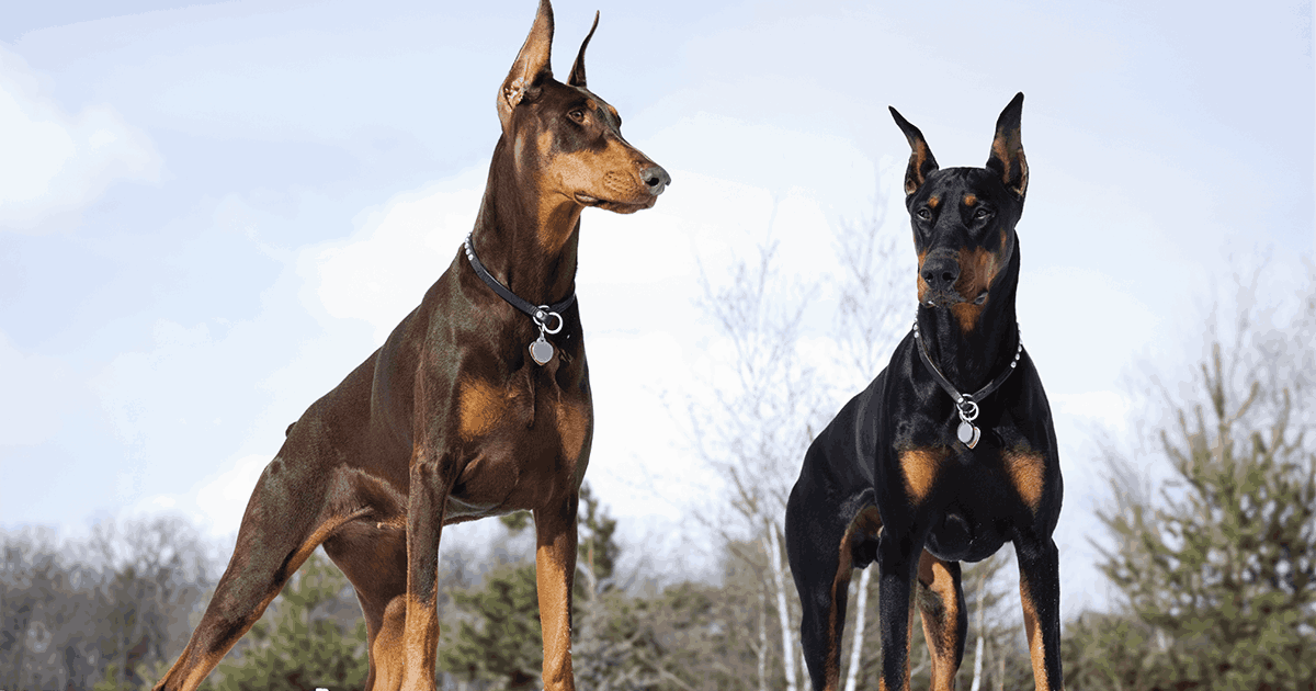 Los Doberman Son Inteligentes